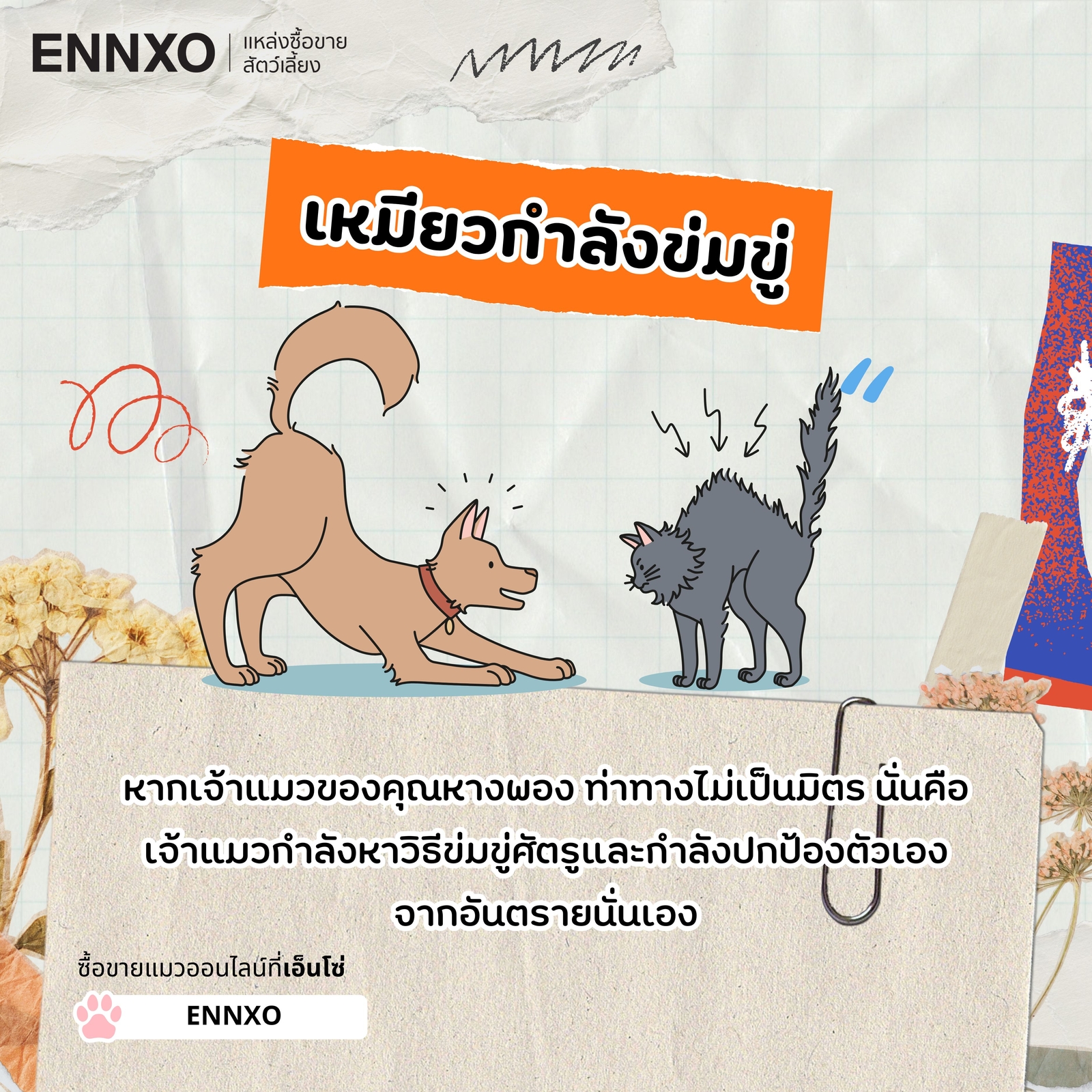 ทำไมแมวถึงกระดิกหาง ไขรหัสภาษาแมว หางแมวบอกอะไรบ้าง? | ENNXO