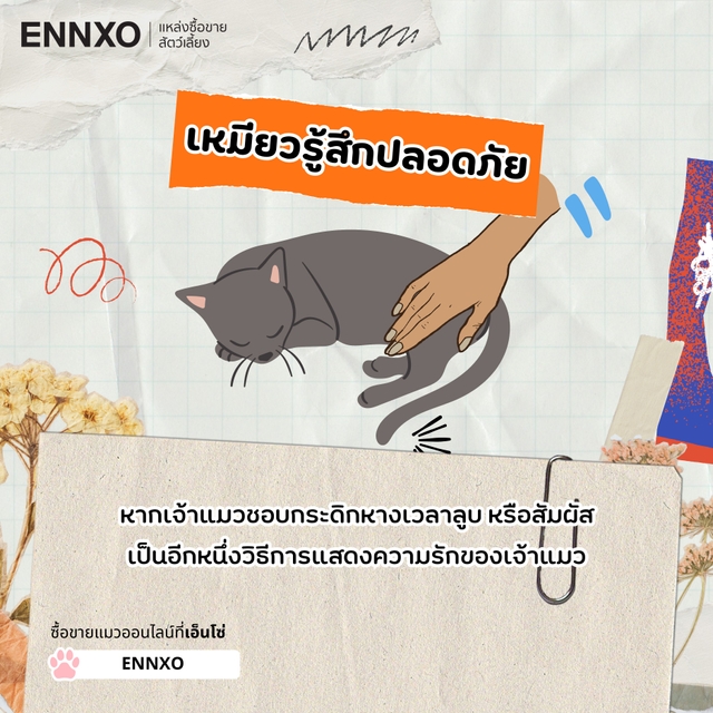 ทำไมแมวถึงกระดิกหาง ไขรหัสภาษาแมว หางแมวบอกอะไรบ้าง? | ENNXO