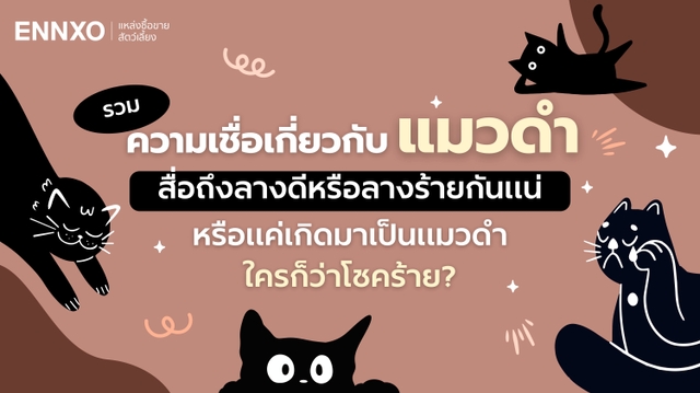 แมวดำมีสายพันธุ์อะไรบ้าง พร้อมเผยนิสัยที่ตกเหล่าทาสแมว | ENNXO