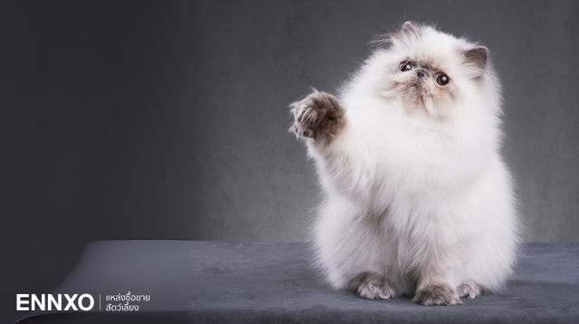 เปิดโลกแมวเปอร์เซีย (Persian) มีกี่สายพันธุ์ กี่สี พร้อมวิธีเลี้ยง | ENNXO