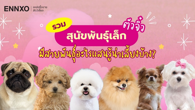 ชิวาวา พันธุ์แท้ ดูยังไง? รู้จักสุนัขตัวเล็ก กล้าหาญ ที่รักเจ้าของ | ENNXO