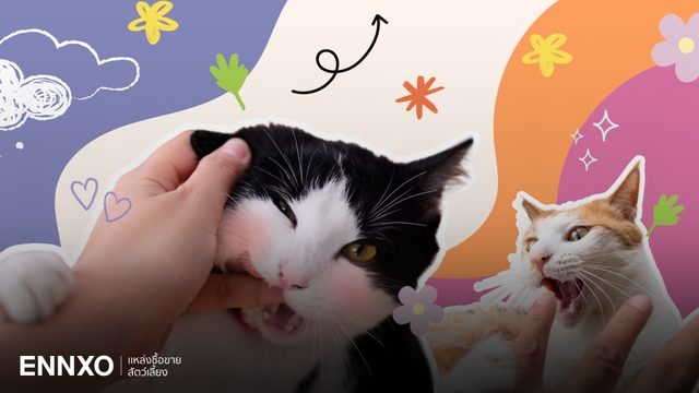 Cats for Sale in Thailand Online | ENNXO