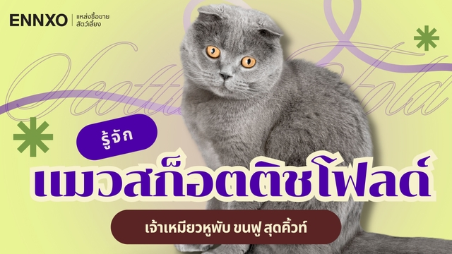 รู้จักแมวสก็อตติชโฟลด์ นิสัยยังไง ทำไมสก็อตติชหูตั้งตอนเด็ก? | ENNXO
