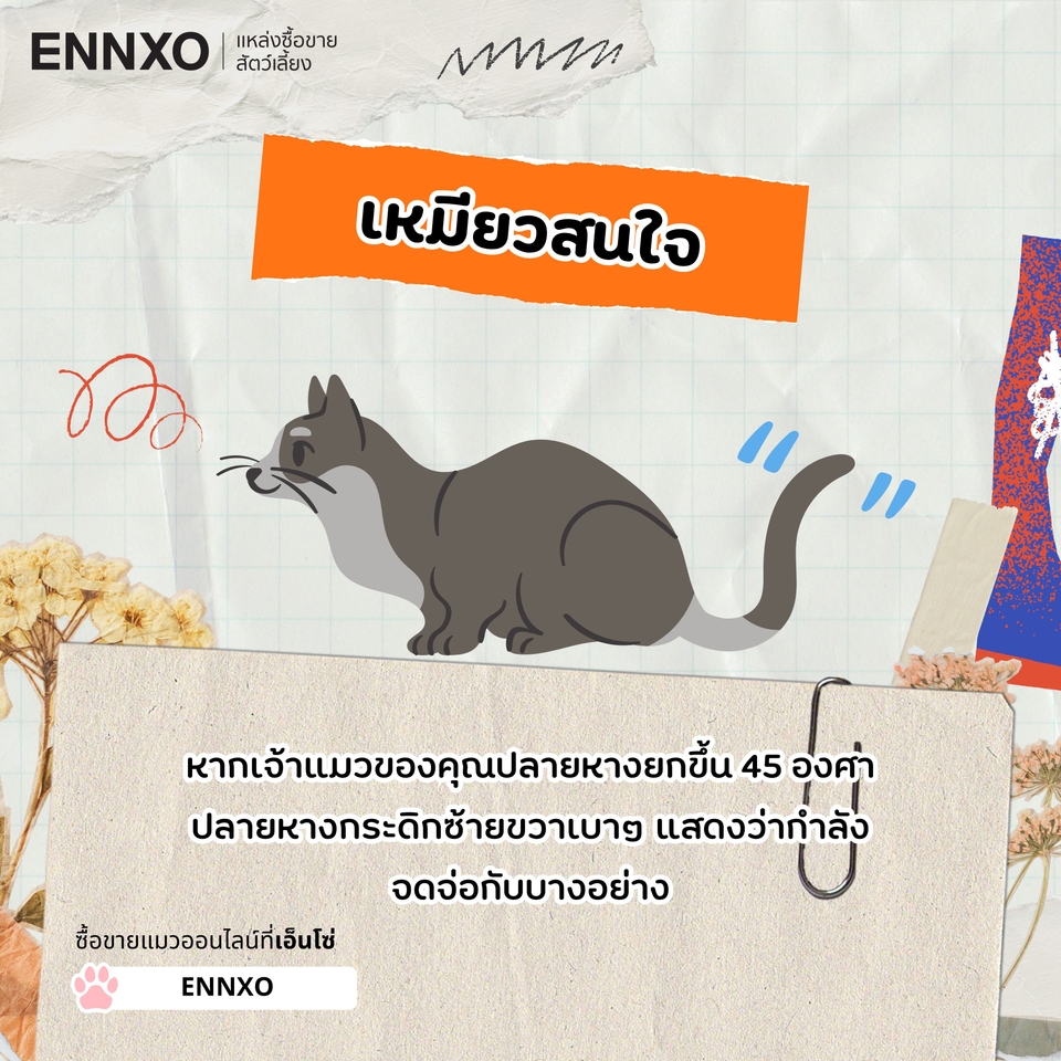 ทำไมแมวถึงกระดิกหาง ไขรหัสภาษาแมว หางแมวบอกอะไรบ้าง? | ENNXO