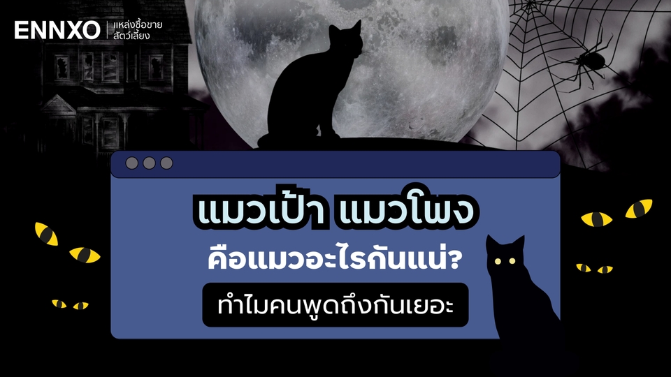 แมวเป้า แมวโพง คืออะไร? มีตำนานอะไรที่ทำให้คนพูดถึงกันบ่อย | ENNXO