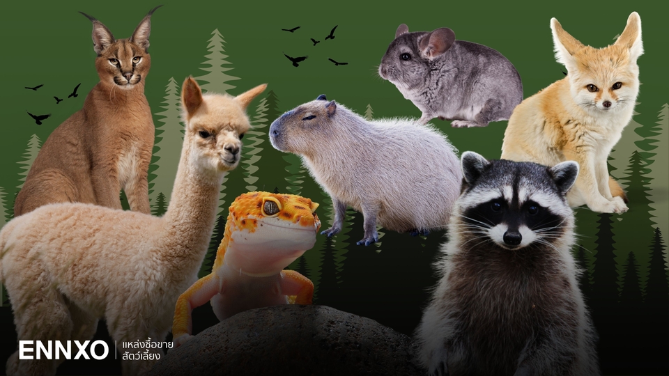 สัตว์ Exotic Pets มีอะไรบ้างที่เลี้ยงได้ รวมสัตว์เลี้ยงแปลกๆ น่าเลี้ยง ...