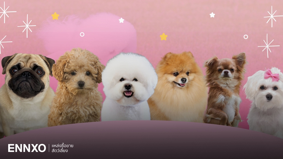 รวมสุนัขพันธุ์เล็กตัวจิ๋ว มีสายพันธุ์อะไรที่แสนรู้น่าเลี้ยงบ้าง | ENNXO
