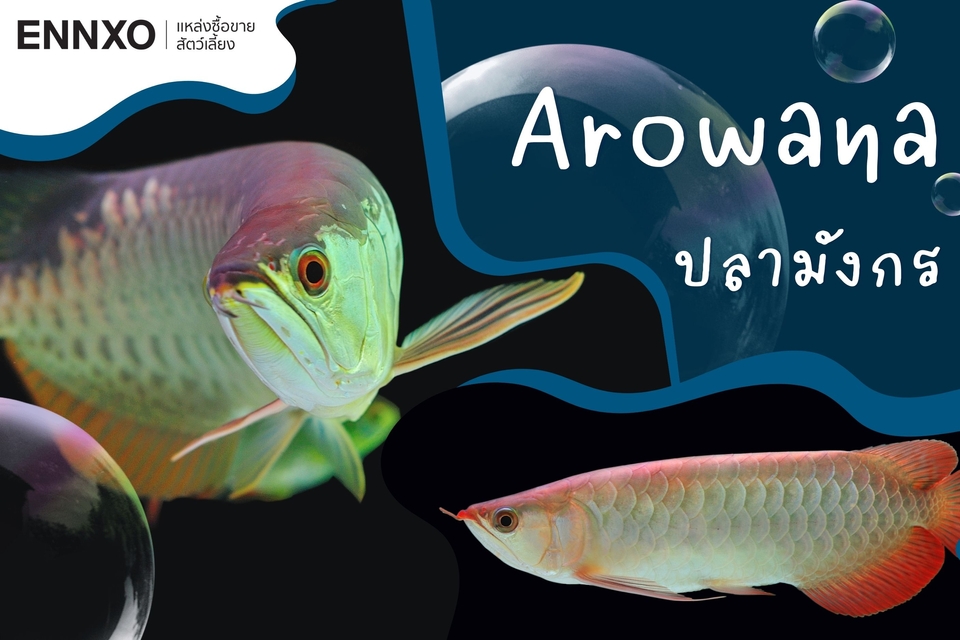 รวมสายพันธุ์ปลาสวยงามที่นิยมเลี้ยง สีสวย นั่งดูเพลินๆ ได้ทั้งวัน | ENNXO