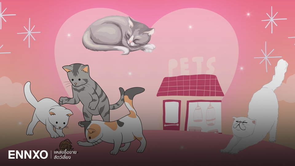 ไขรหัสนิสัยแมว ผ่านพฤติกรรมและภาษากายของน้องเหมียว บอกอะไรบ้าง | ENNXO