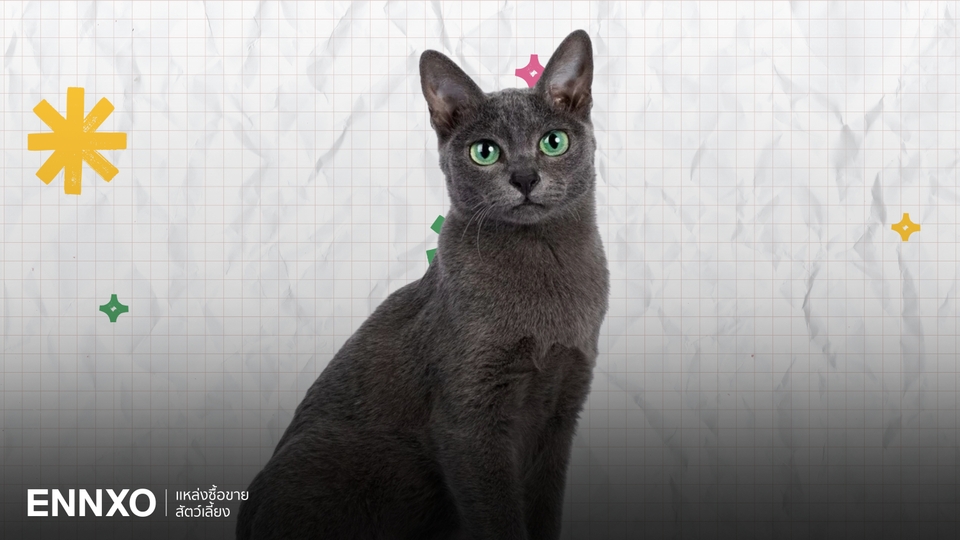 ลักษณะและนิสัยแมวสีสวาดนำโชค หรือโคราช (Korat) แมวนำโชคของคนไทย | ENNXO