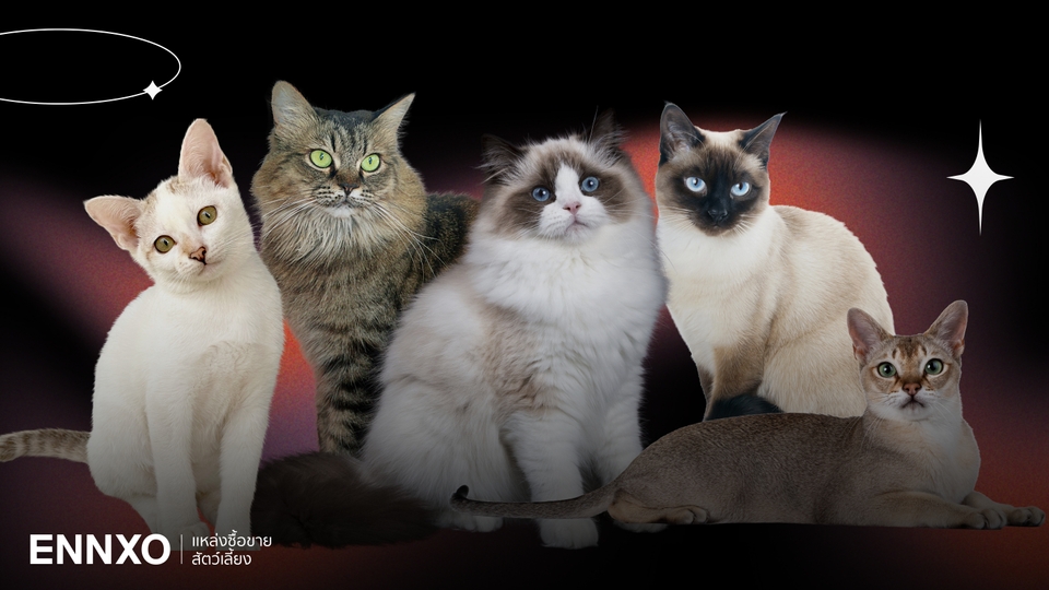 รวมสายพันธุ์แมวทั่วโลก เจาะลึกพันธุ์แมวน่าเลี้ยงสุดน่ารักทั้งหมด | ENNXO