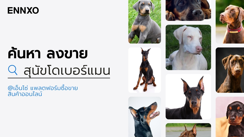 ซื้อ ขาย สุนัข โดเบอร์แมน ราคาถูก ลูกหมาพันธุ์ Doberman | ENNXO