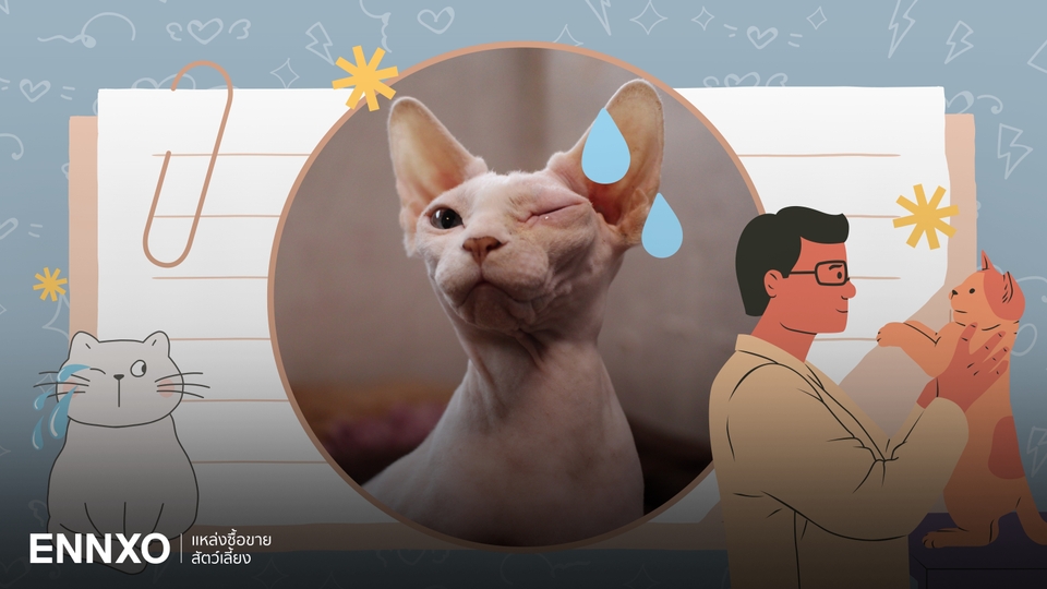 รวมปัญหาเรื่องตาแมว ทั้งแมวตาอักเสบ ตาบวมแดง เป็นหนอง พร้อมสาเหตุ | ENNXO