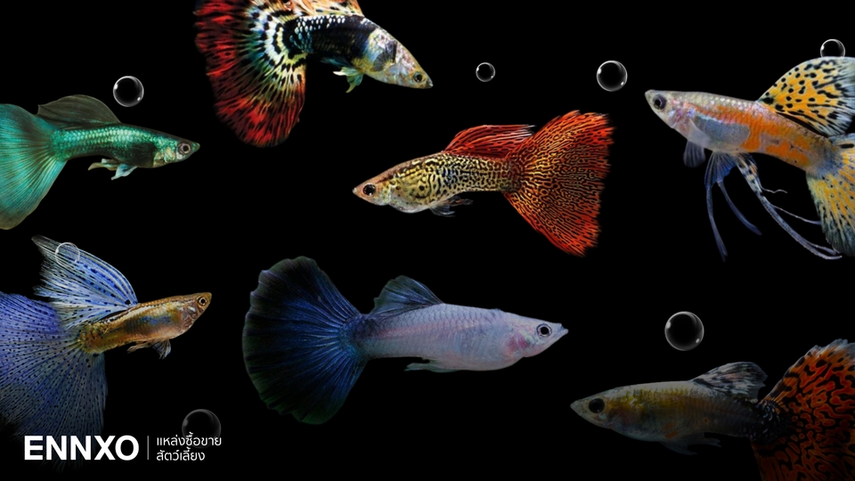 ปลาหางนกยูงสายพันธุ์ยอดนิยม เลี้ยงง่าย มือใหม่เลี้ยงได้ มีอะไรบ้าง | ENNXO
