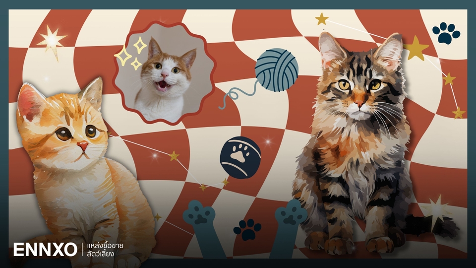 297 ชื่อแมวมงคล ตั้งชื่อแมวพารวย แบบไทยๆ นำโชคความหมายดีทั้งหมด | ENNXO
