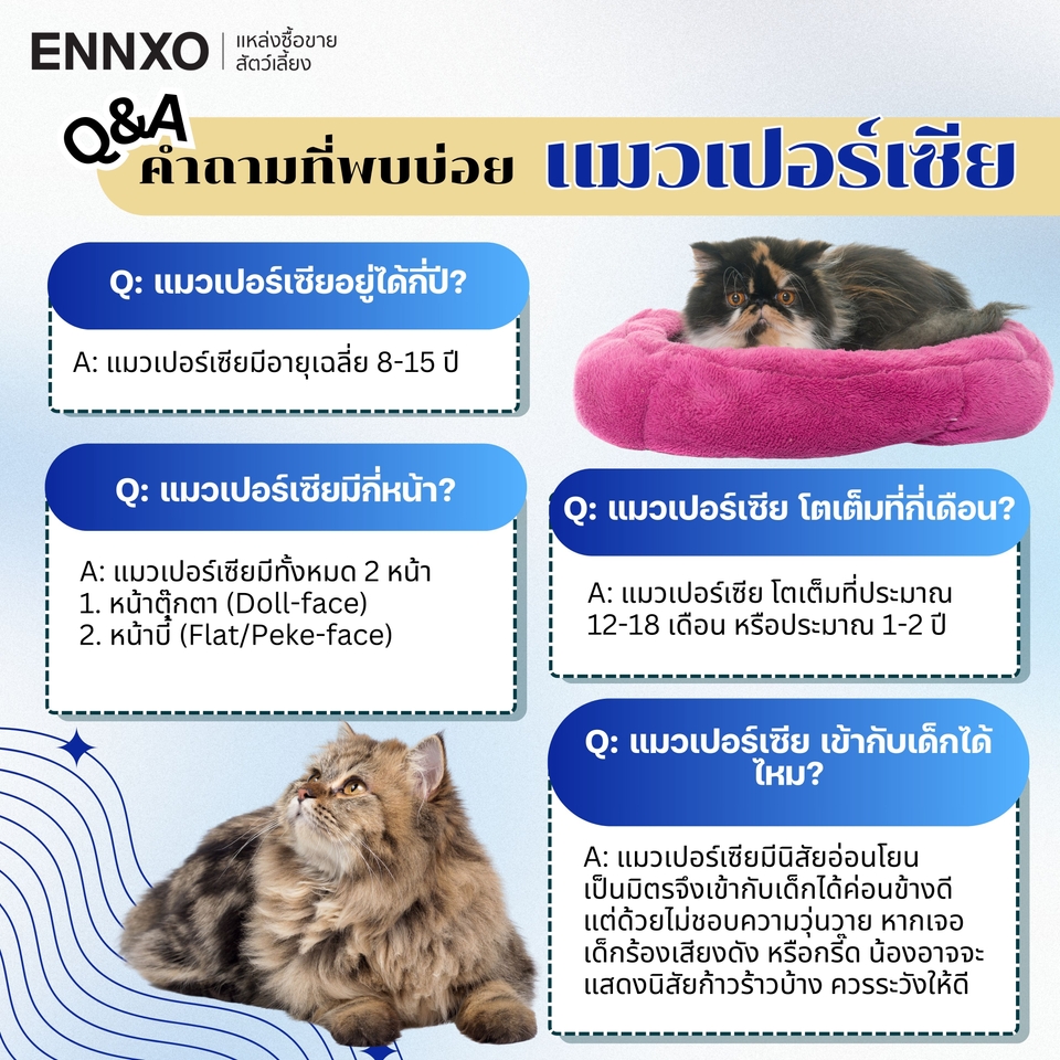 เปิดโลกแมวเปอร์เซีย (Persian) มีกี่สายพันธุ์ กี่สี พร้อมวิธีเลี้ยง | ENNXO