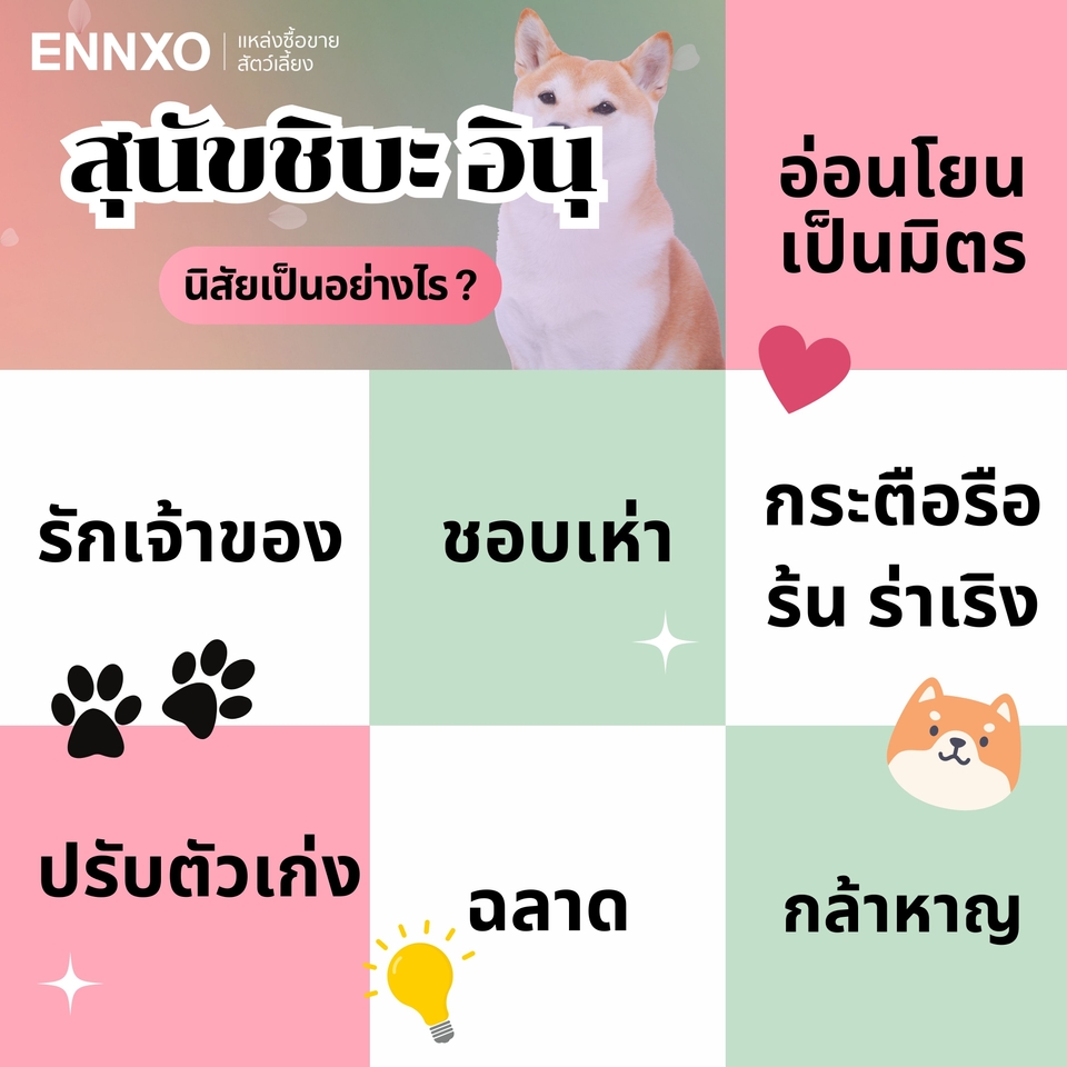 ชิบะ อินุ (Shiba Inu) สุนัขญี่ปุ่นสุดน่ารัก ลักษณะ และนิสัย | ENNXO