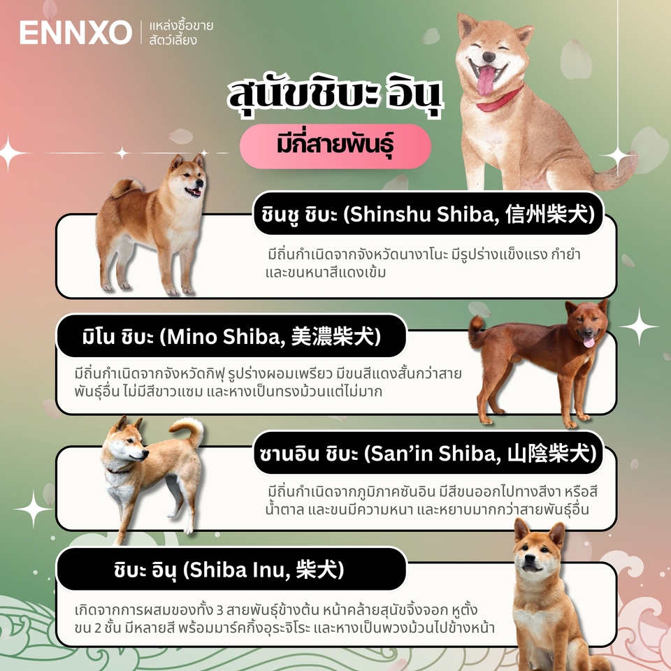 ชิบะ อินุ (Shiba Inu) สุนัขญี่ปุ่นสุดน่ารัก ลักษณะ และนิสัย | ENNXO