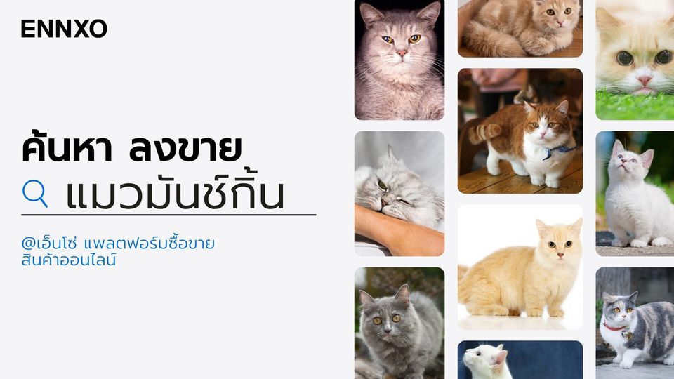 ซื้อ ขาย แมว Munchkin ลูกแมว มันช์กิ้น แมวแคระขาสั้น ราคาถูก | ENNXO