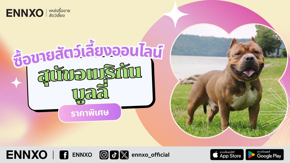 ซื้อ ขาย สุนัข อเมริกันบูลลี่ ราคาถูก ลูกหมา American Bully | ENNXO