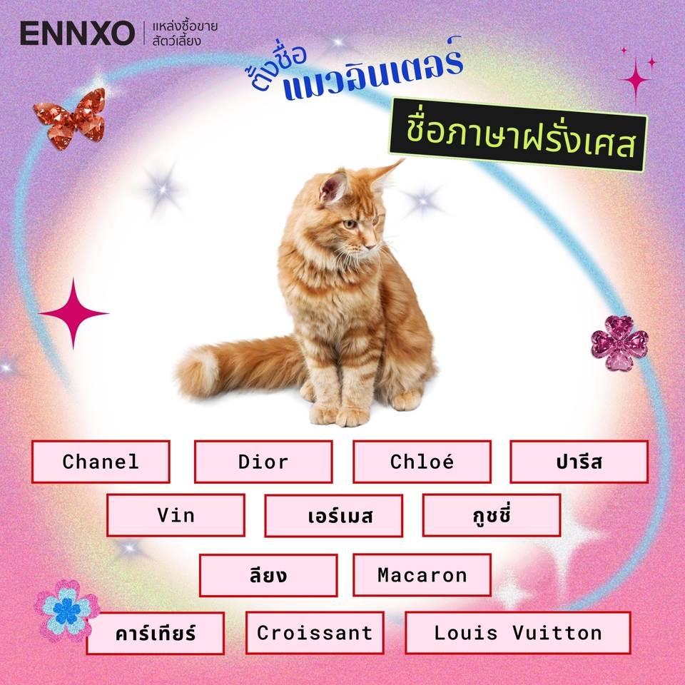 270 ตั้งชื่อแมวอินเตอร์ ชื่อแมวเก๋ๆ ภาษาอังกฤษ ทั้งแมวตัวผู้ ตัวเมีย | ENNXO