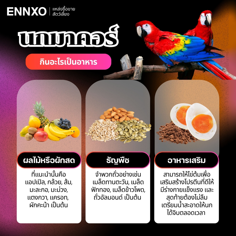 ประวัตินกแก้วมาคอร์ (Macaw) มีลักษณะอย่างไร มีกี่สายพันธุ์ | ENNXO