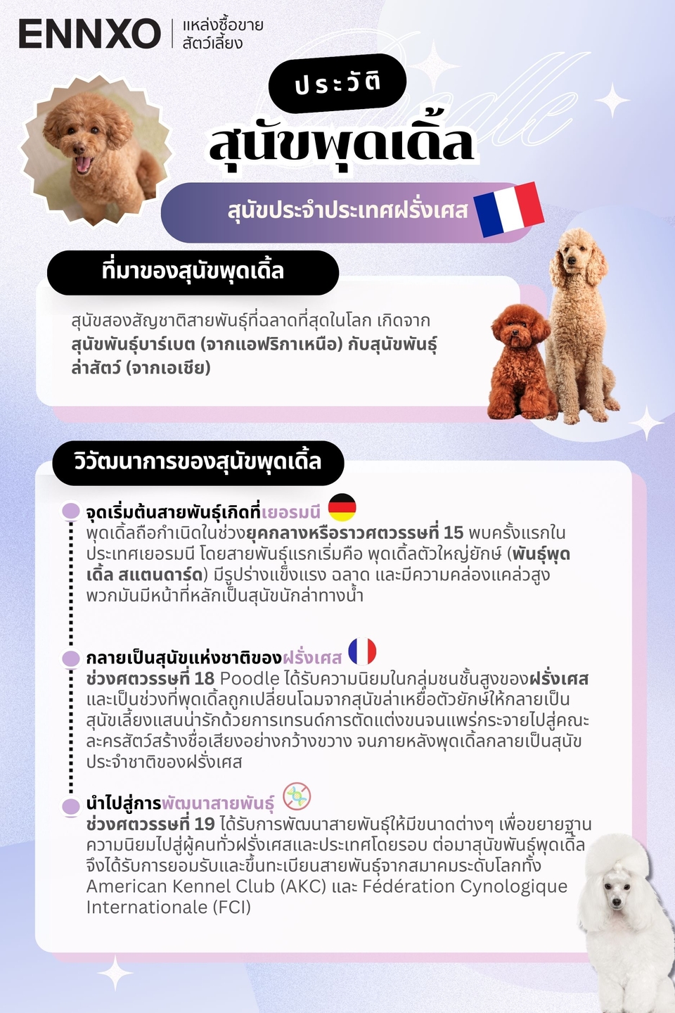สุนัขพุดเดิ้ล มีกี่สายพันธุ์มีกี่ขนาด Poodle ลักษณะแท้ นิสัย ดูยังไง | ENNXO