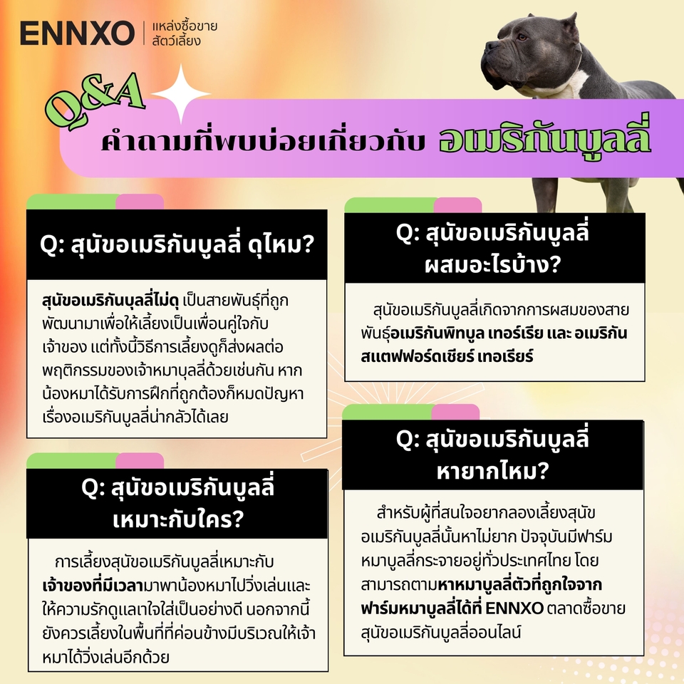อเมริกันบูลลี่ (American Bully) กัดไหม? วิธีเลี้ยงสุนัขบูลลี่ไม่ให้ดุ | ENNXO
