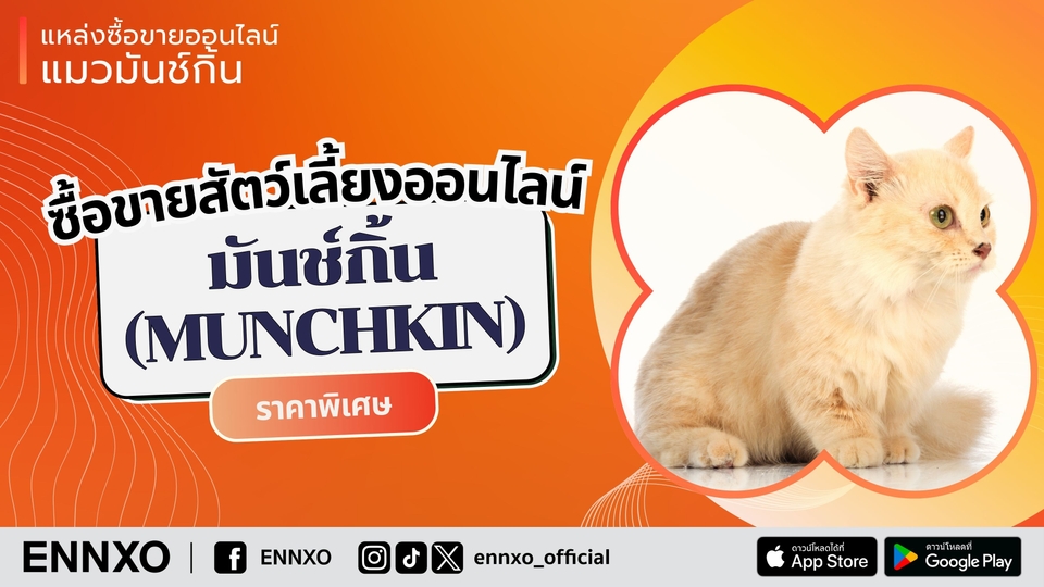 ซื้อ ขาย แมว Munchkin ลูกแมว มันช์กิ้น แมวแคระขาสั้น ราคาถูก | ENNXO