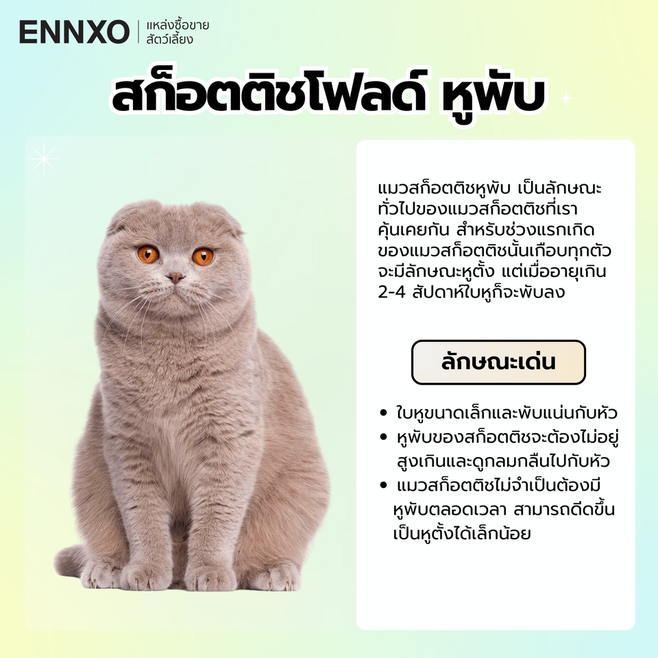 แมวสก็อตติช มีกี่แบบ Scottish Fold หูตั้ง หูพับ ดูยังไง | ENNXO