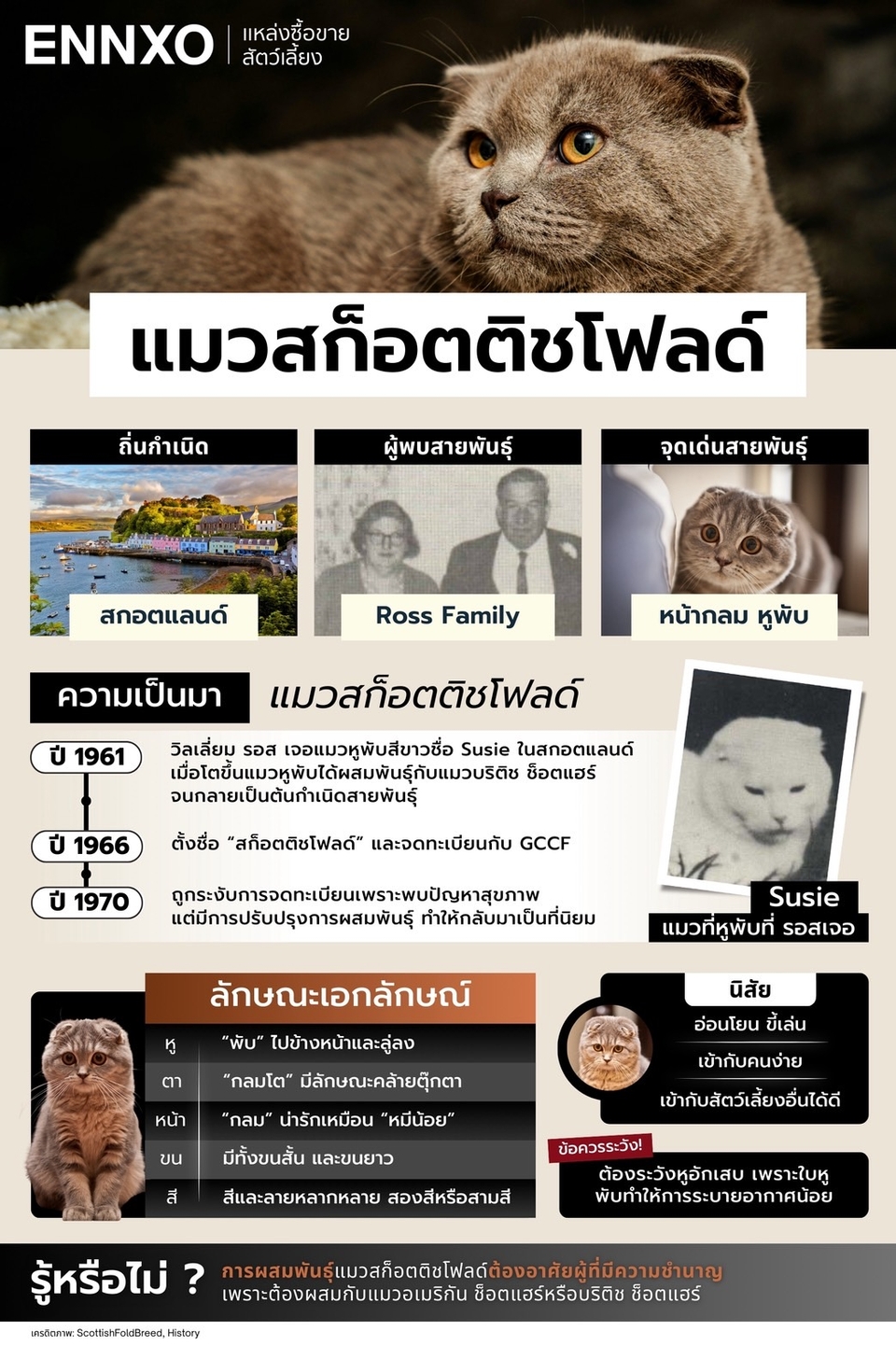 ลักษณะ นิสัย สก็อตติชโฟลด์ (Scottish Fold) แมวที่นิยมเลี้ยงมากที่สุด | ENNXO