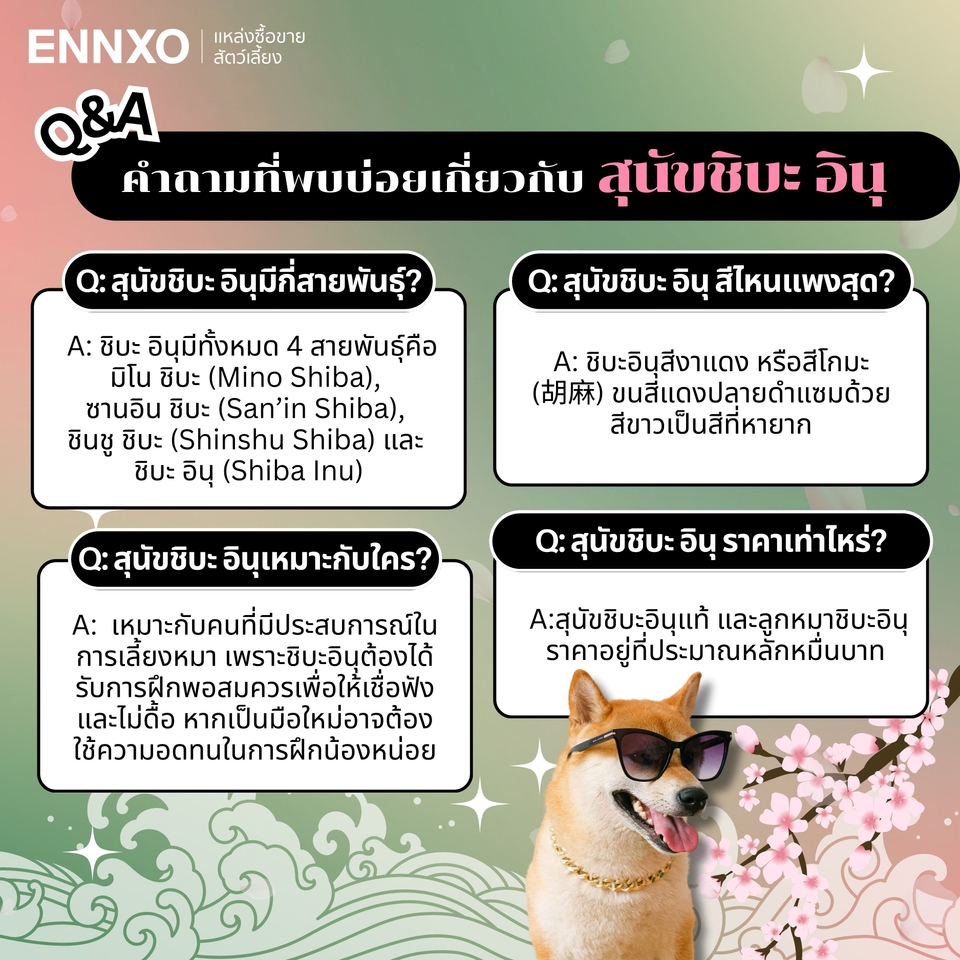 ชิบะ อินุ (Shiba Inu) สุนัขญี่ปุ่นสุดน่ารัก ลักษณะ และนิสัย | ENNXO