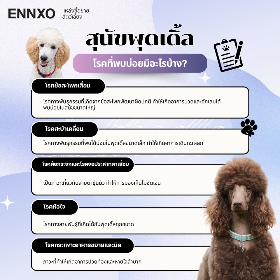 สุนัขพุดเดิ้ล มีกี่สายพันธุ์มีกี่ขนาด Poodle ลักษณะแท้ นิสัย ดูยังไง | ENNXO