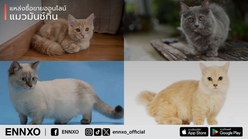 ซื้อ ขาย แมวมันช์กิ้น Munchkin แมวพันธุ์แคระแท้ แมวขาสั้น ราคาถูก | ENNXO