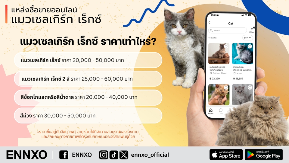ซื้อ ขาย แมว เซลเกิร์กเร็กซ์ ราคาถูก และ ลูกแมว Selkirk Rex | ENNXO