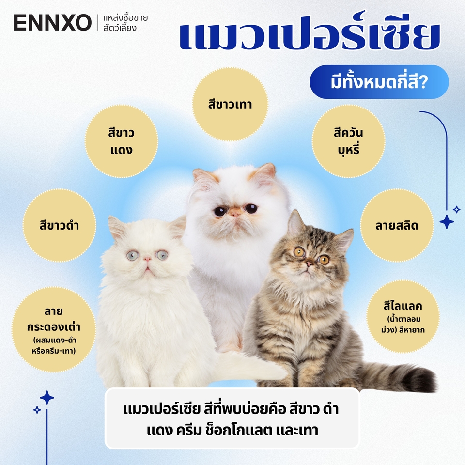 เปิดโลกแมวเปอร์เซีย (Persian) มีกี่สายพันธุ์ กี่สี พร้อมวิธีเลี้ยง | ENNXO
