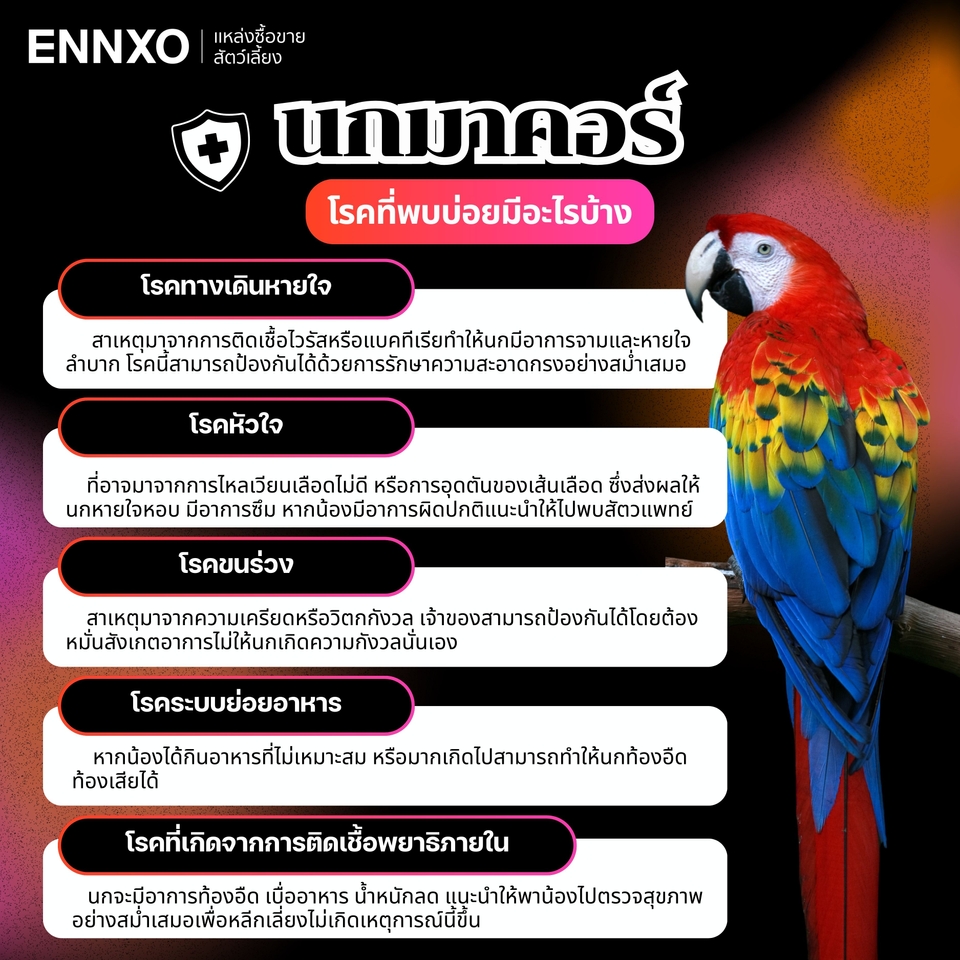 ประวัตินกแก้วมาคอร์ (Macaw) มีลักษณะอย่างไร มีกี่สายพันธุ์ | ENNXO