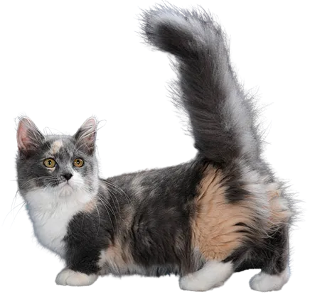 ตลาด ซื้อ ขาย แมว Munchkin ออนไลน์ แมว น่ารัก คุณภาพราคาดี | ENNXO