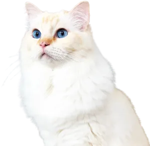 ตลาด ซื้อ ขาย แมว Ragdoll ออนไลน์ แมว น่ารัก คุณภาพราคาดี | ENNXO