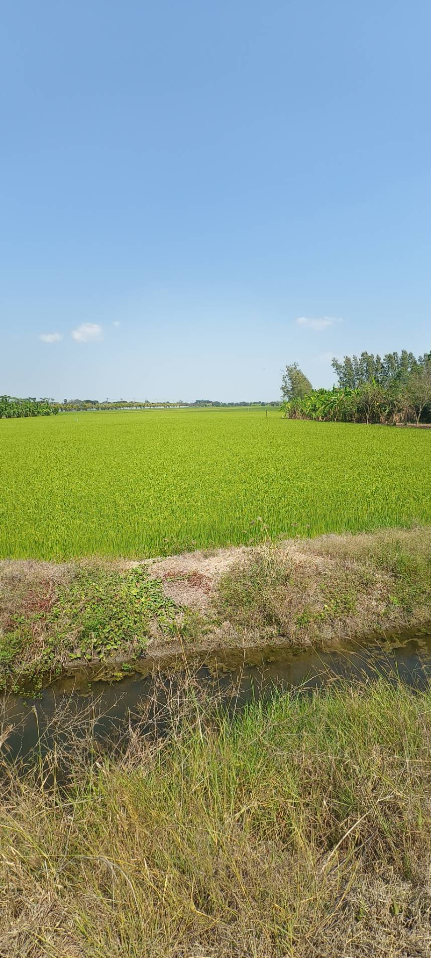 ขายที่ดินเปล่าราคาถูก 1-1-78 ไร่ ซ.วัดลาดปลาดุก ใกล้วัดเสนีวงศ์ คลองสอง ...