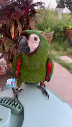 ซื้อ ขาย นก มาคอร์ ราคาถูก ลูกป้อนนก Macaw ทุกสี | ENNXO