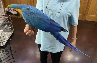 ซื้อ ขาย นก มาคอร์ ราคาถูก ลูกป้อนนก Macaw ทุกสี | ENNXO