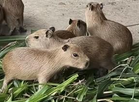 ซื้อ ขาย หนู คาปิบารา ราคาถูก ฟาร์ม Capybara | ENNXO