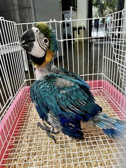 ซื้อ ขาย นก มาคอร์ ราคาถูก ลูกป้อนนก Macaw ทุกสี | ENNXO