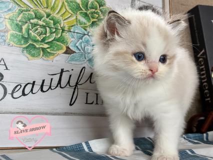 ซื้อ ขาย แมว แร็กดอลล์ ราคาถูก ลูกแมวพันธุ์ Ragdoll ทุกสี | ENNXO