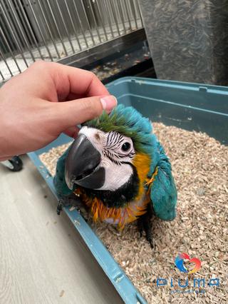 ซื้อ ขาย นก มาคอร์ ราคาถูก ลูกป้อนนก Macaw ทุกสี | ENNXO