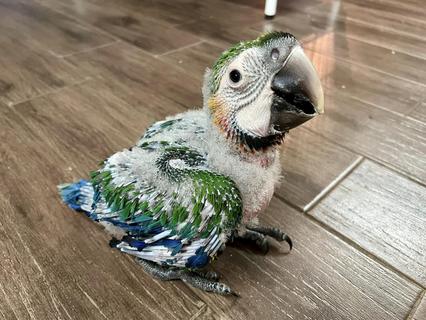 ซื้อ ขาย นก มาคอร์ ราคาถูก ลูกป้อนนก Macaw ทุกสี | ENNXO