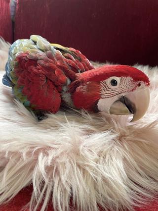 ซื้อ ขาย นก มาคอร์ ราคาถูก ลูกป้อนนก Macaw ทุกสี | ENNXO