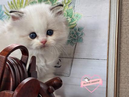 ซื้อ ขาย แมว แร็กดอลล์ ราคาถูก ลูกแมวพันธุ์ Ragdoll ทุกสี | ENNXO