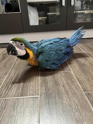 ซื้อ ขาย นก มาคอร์ ราคาถูก ลูกป้อนนก Macaw ทุกสี | ENNXO